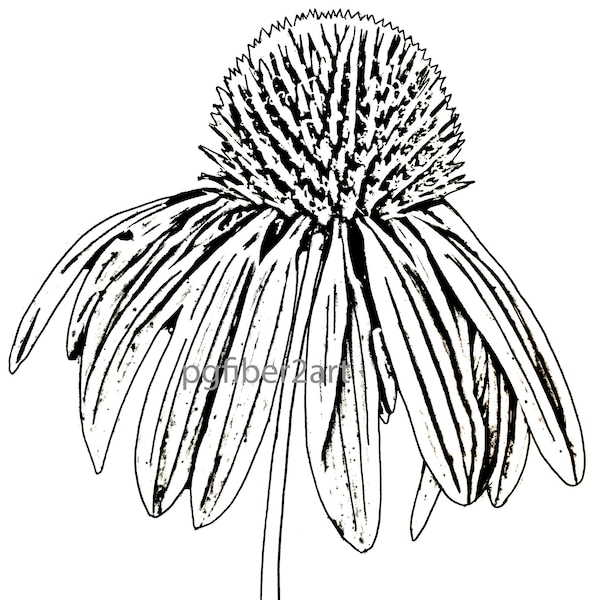 Cone Flower - Etsy