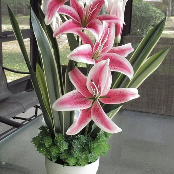 Stargazer Lily - Etsy
