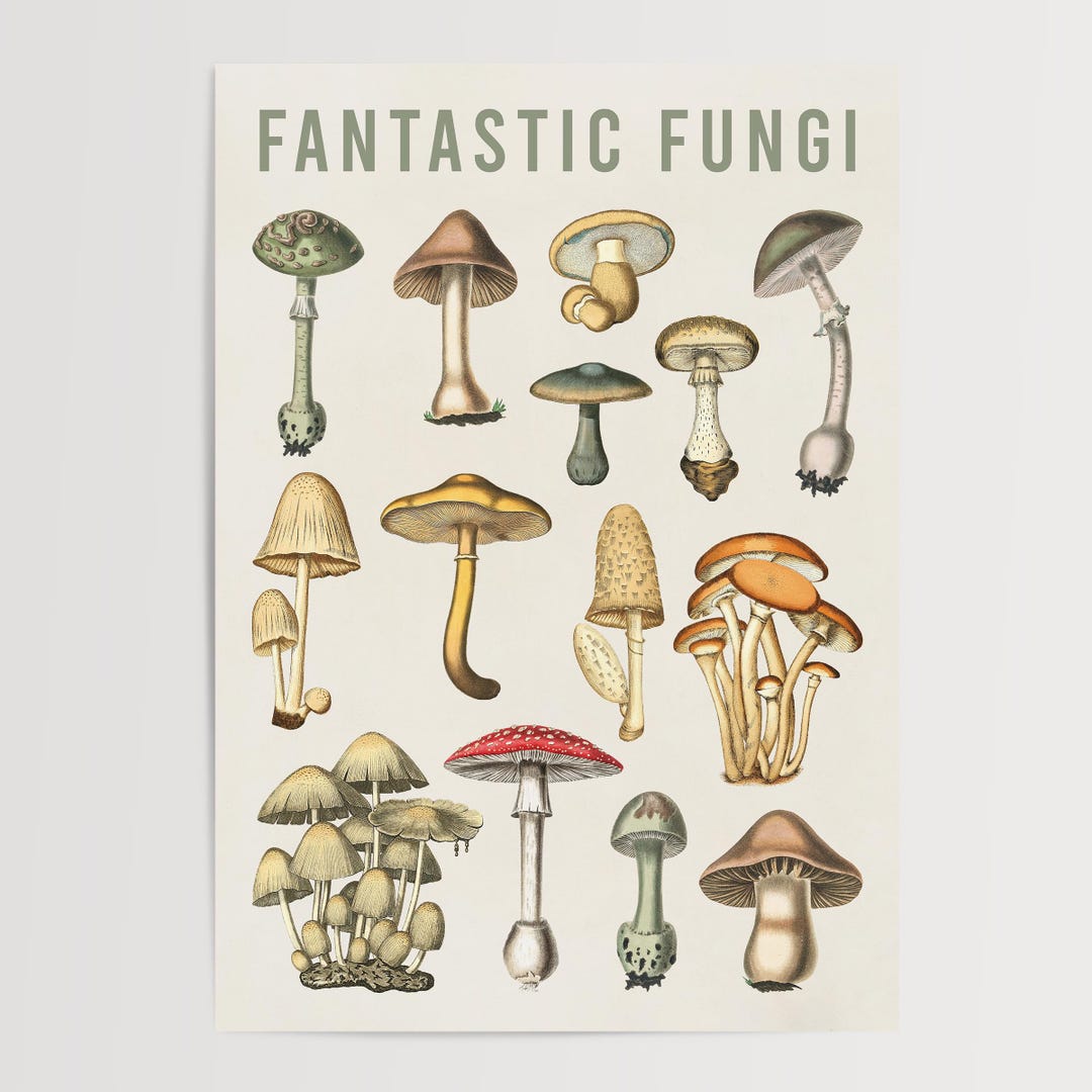 Fantastic Fungi, Typography Print, Unframed, A1/A2/A3/A4/A5, Fun ...