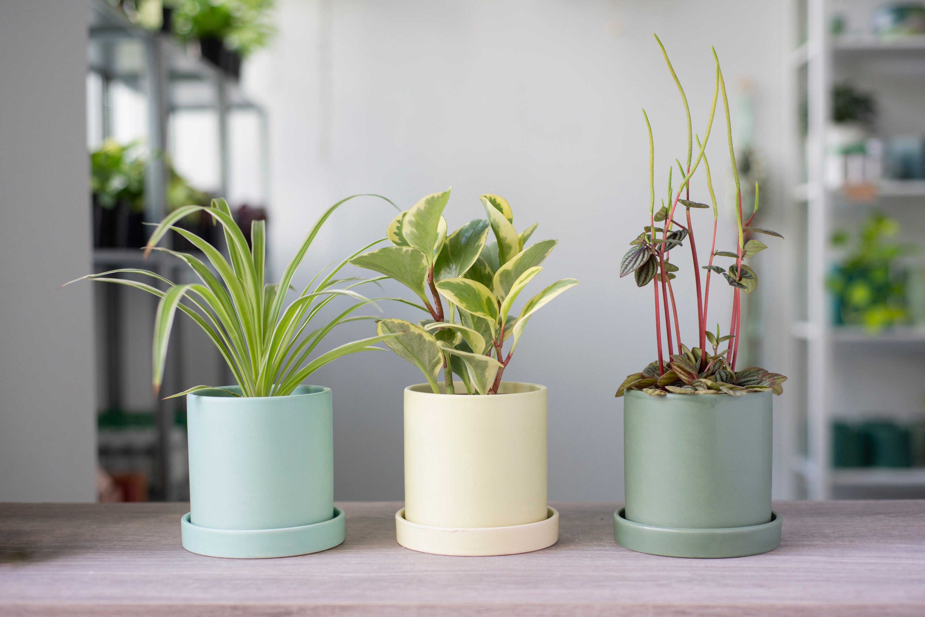 Forest Green 4 Inch Designer Manufactured Ceramic Cylinder Planter Home ...