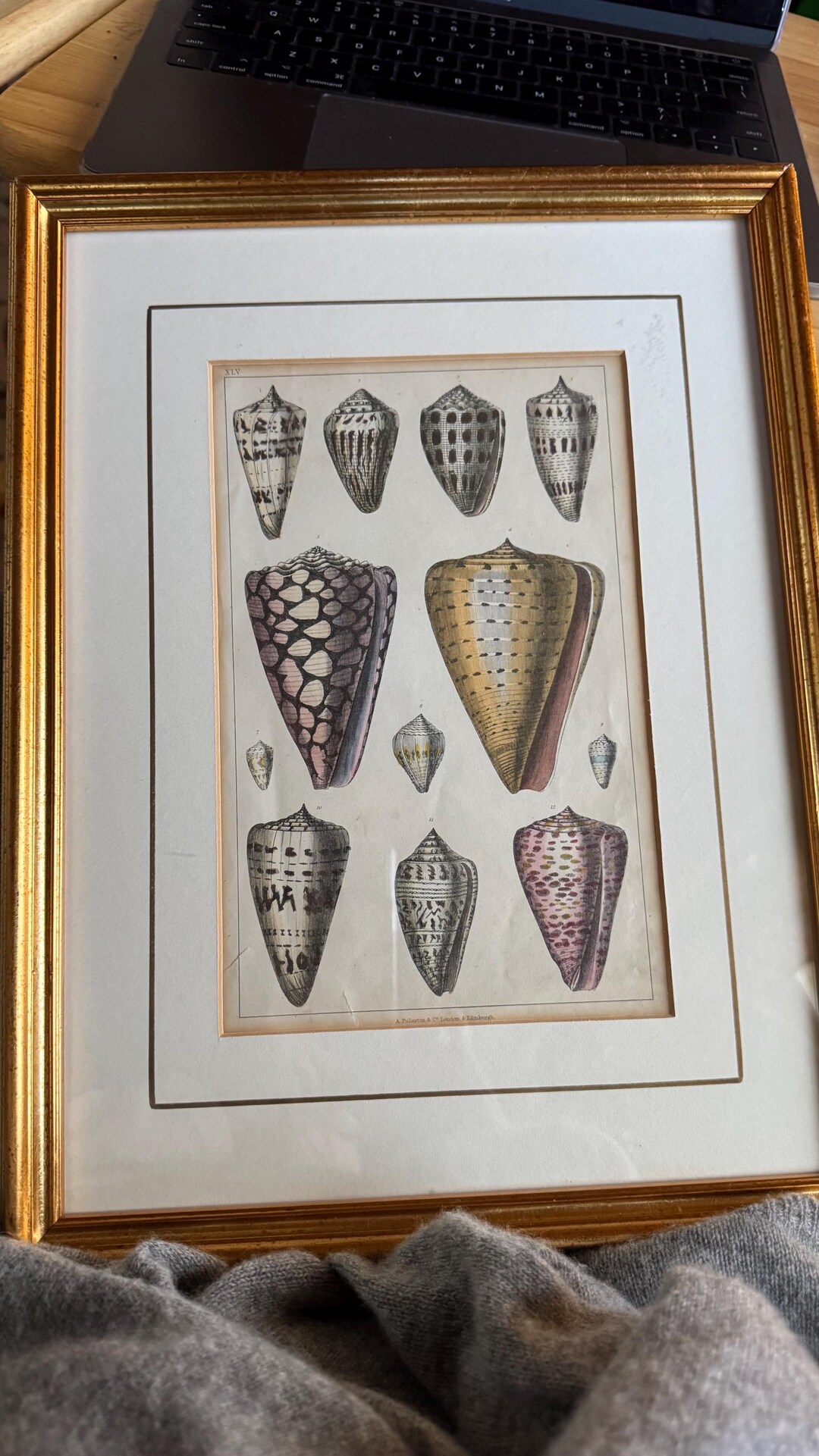 Engraved Etching Antique Print of Various Shells - Etsy