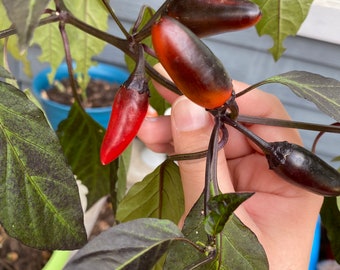 Count Dracula Vampire Pepper Premium Seed Packet - Etsy