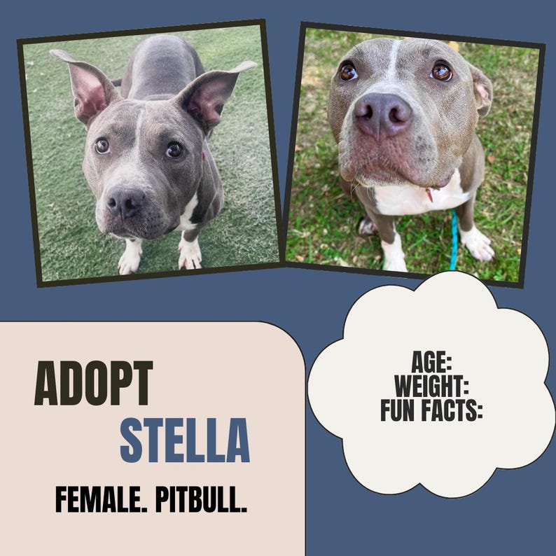 Editable Adoption Canva Template IG Pet Post Template Dog Adoption ...