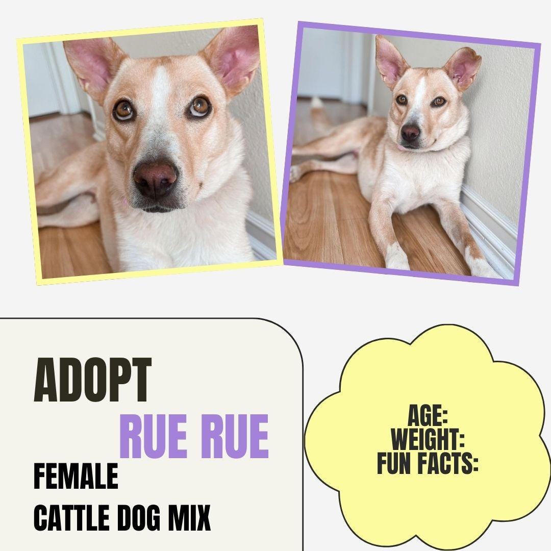 Editable Adoption Canva Template, IG Pet Post Template, Dog Adoption ...