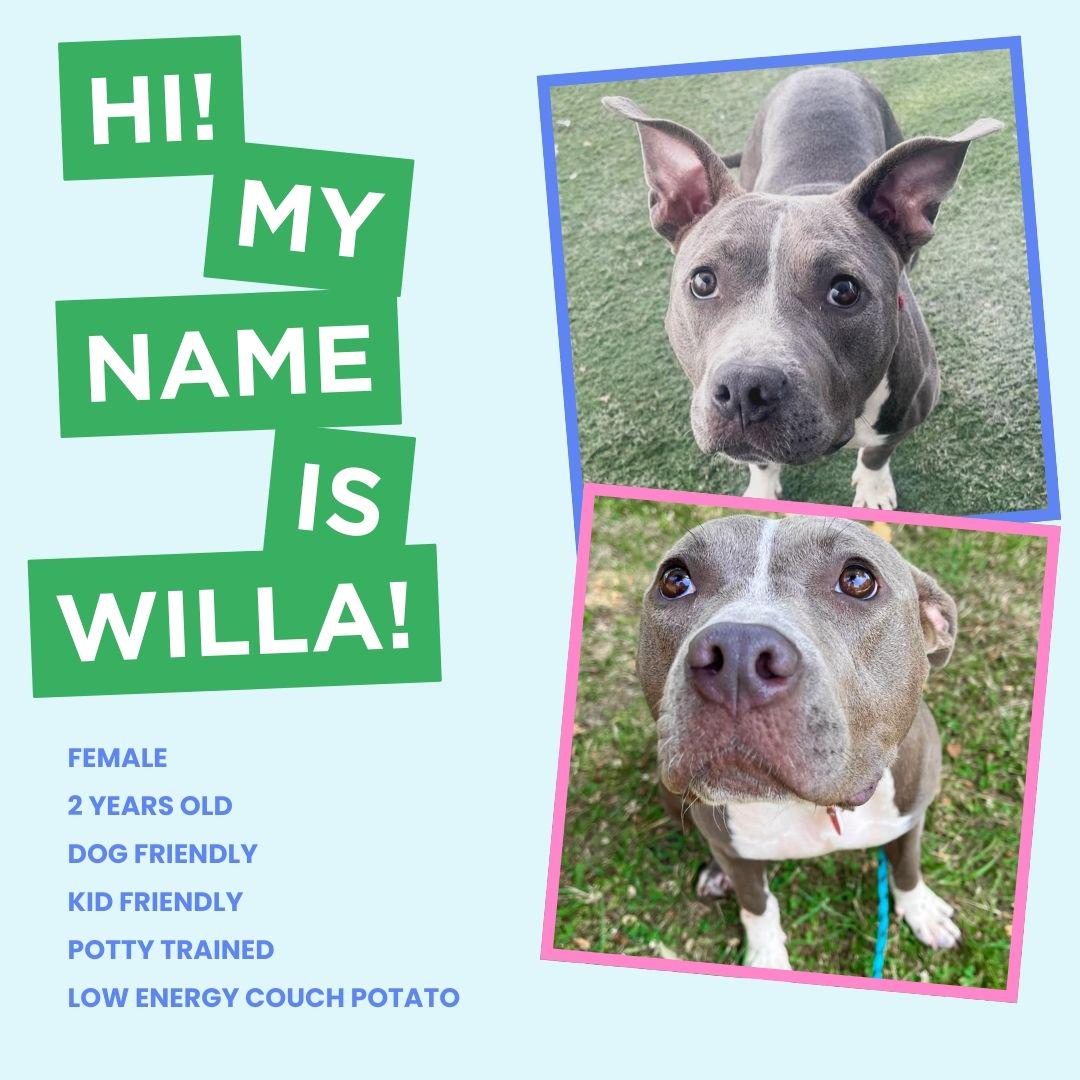 Editable Adoption Canva Template, IG Pet Post Template, Dog Adoption ...