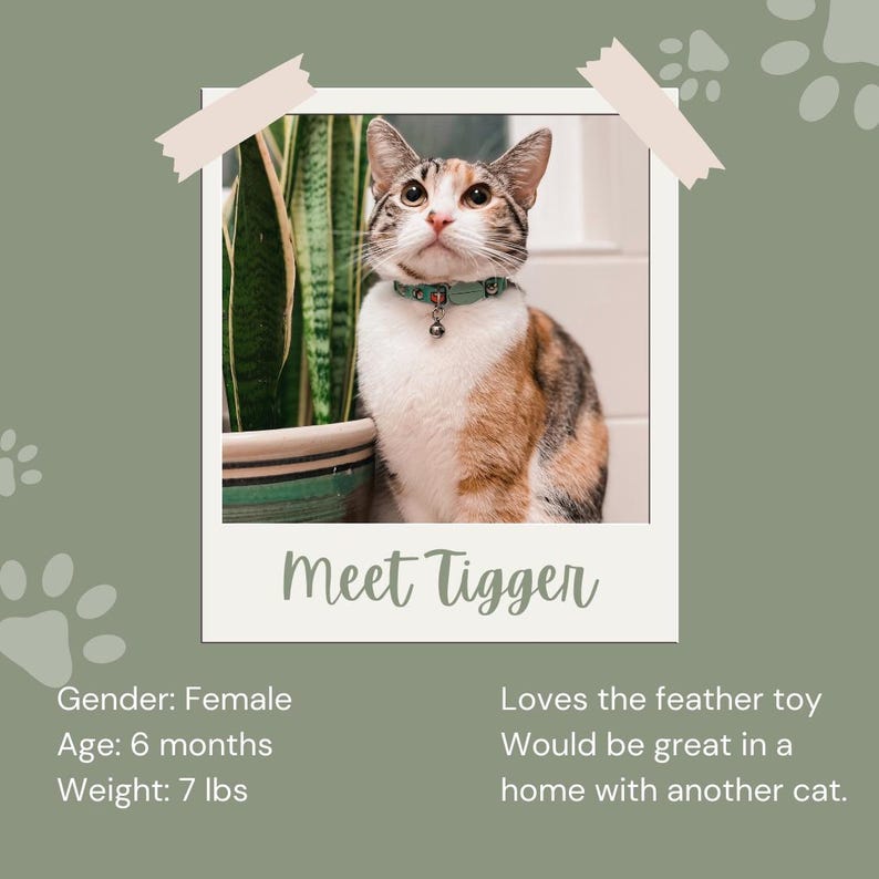 Custom Dog Cat Adoption Template Instagram Post Template Dog Adoption ...