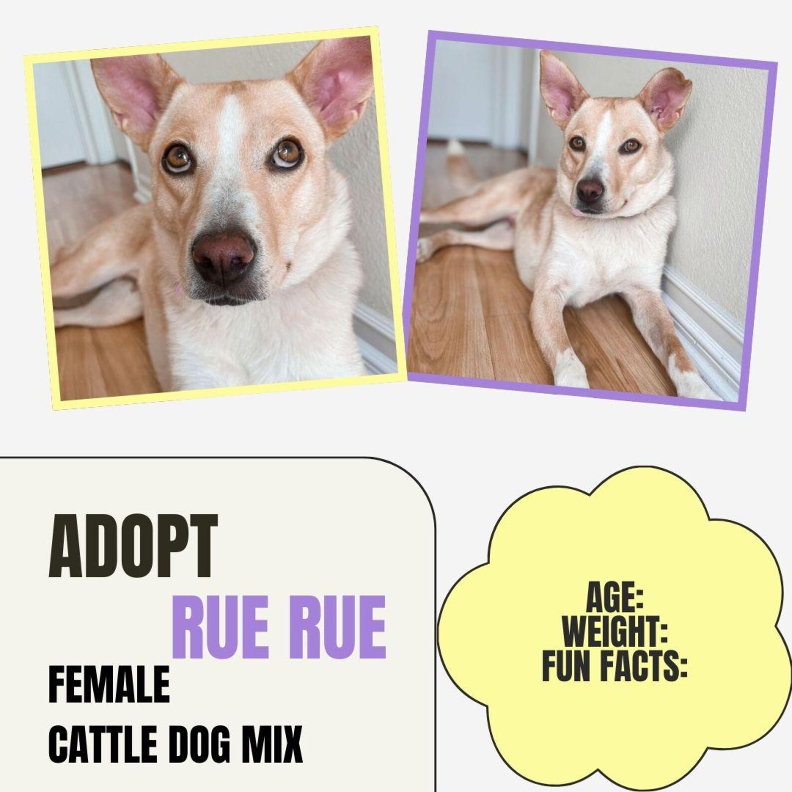 Custom Dog Cat Adoption Template Instagram Post Template Dog Adoption ...