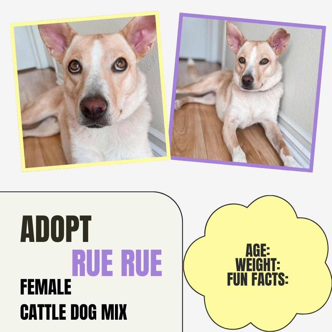 Custom Dog Cat Adoption Template Instagram Post Template Dog Adoption ...