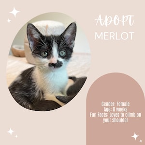Custom Dog Cat Adoption Template Instagram Post Template Dog Adoption ...
