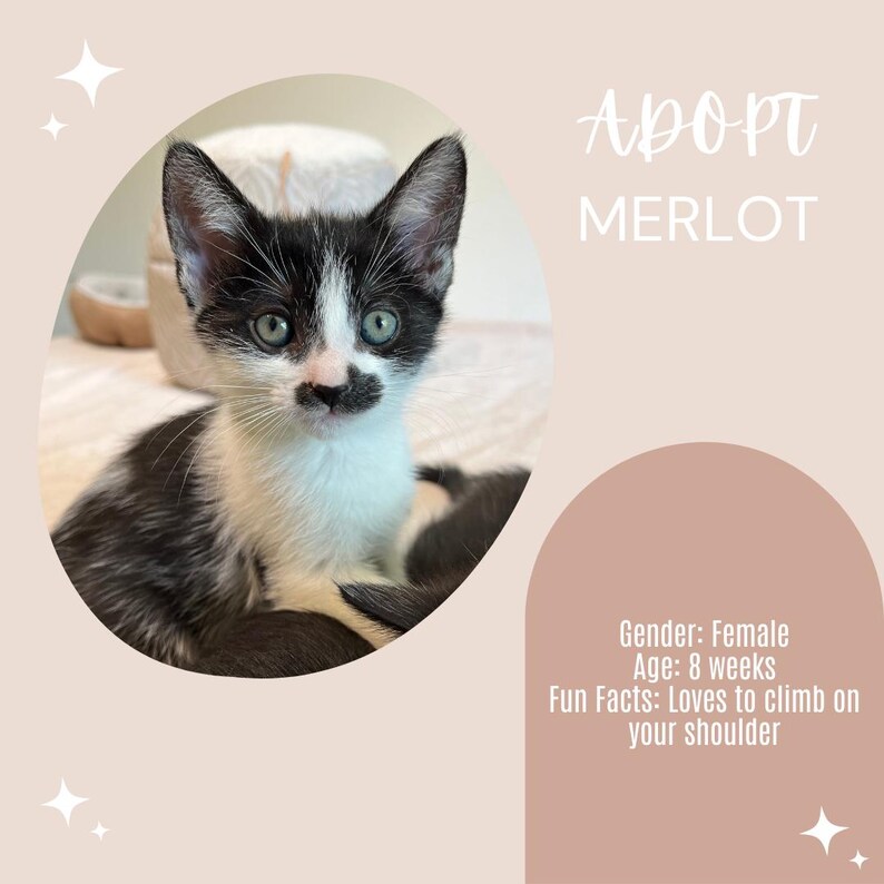 Custom Dog Cat Adoption Template Instagram Post Template Dog Adoption ...