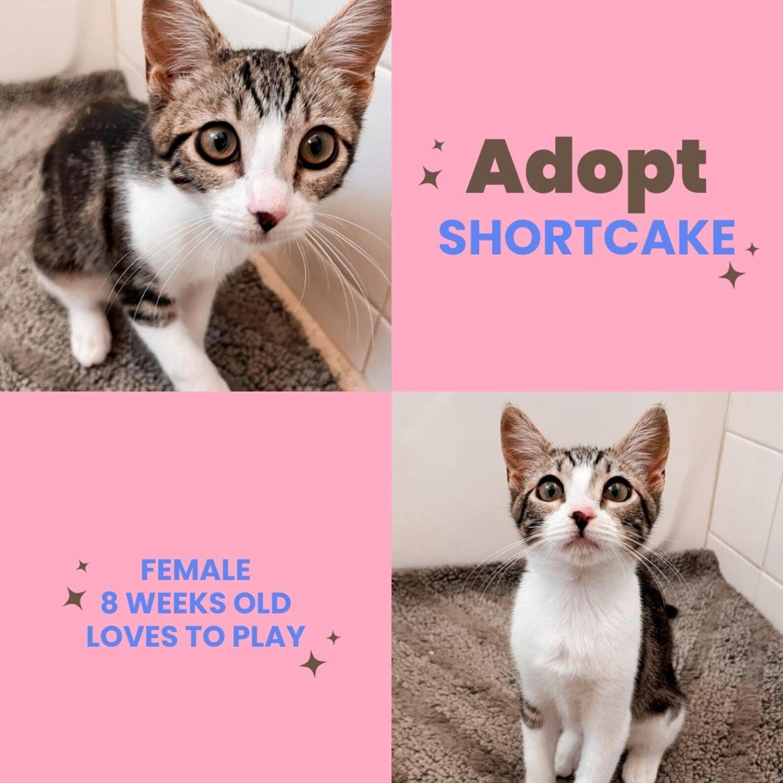 Custom Dog Cat Adoption Template Instagram Post Template Dog Adoption ...