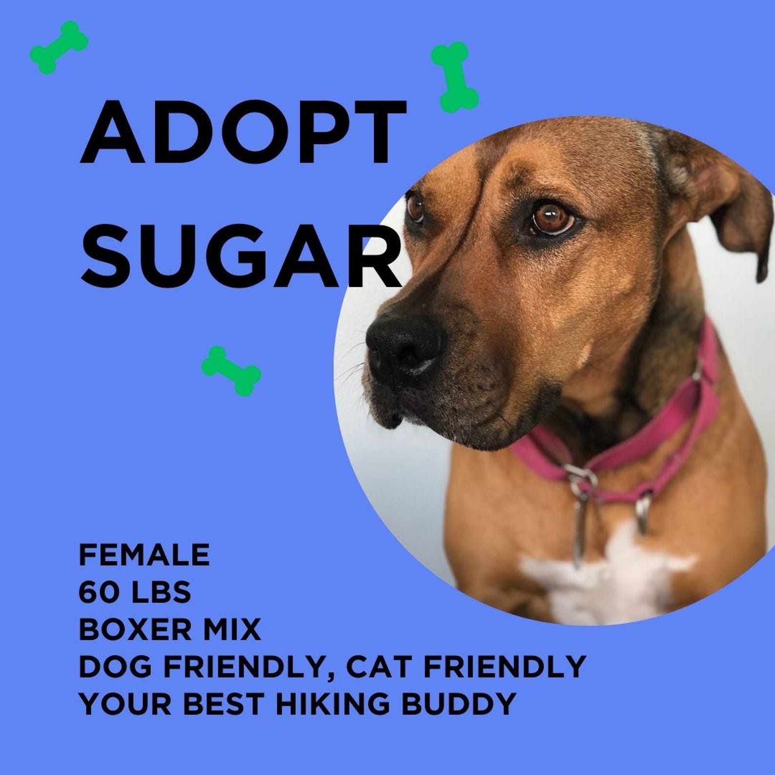 Custom Dog Cat Adoption Template Instagram Post Template Dog Adoption ...