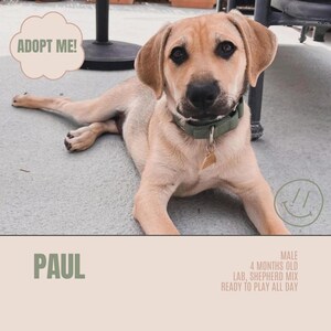 Custom Dog Cat Adoption Template Instagram Post Template Dog Adoption ...