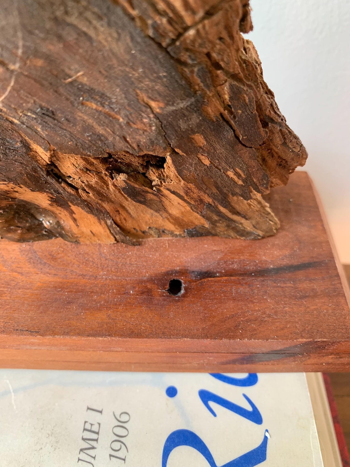 Handmade Cypress Knee Tree Natural Wood Decorative Sculpture Mounted on ...