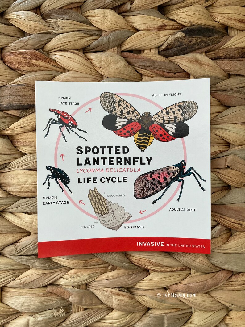 Spotted Lanternfly Lifecycle Stickers - Etsy