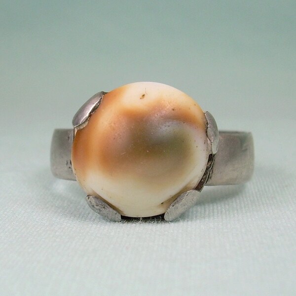 Operculum Shell - Etsy