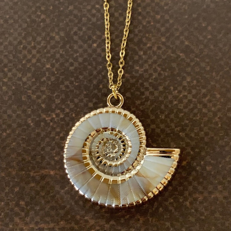 Large Nautilus Shell - Etsy