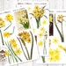 Twig Stickers Botanicals Stickers Branch Stickers - Etsy