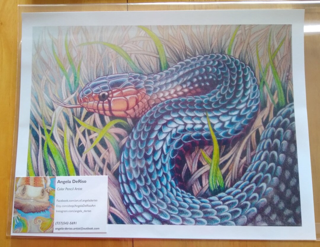 Snake Wildlife Color Pencil Art Print - Eastern Indigo Snake - Etsy