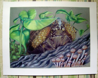 Eastern Box Turtle Art - Etsy