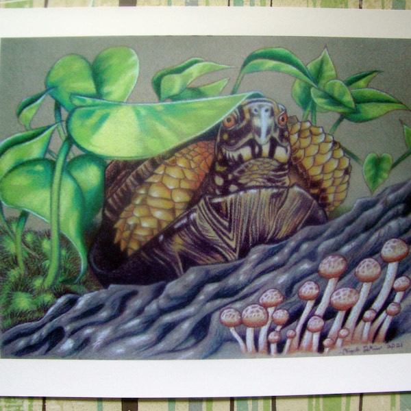 Box Turtle - Etsy