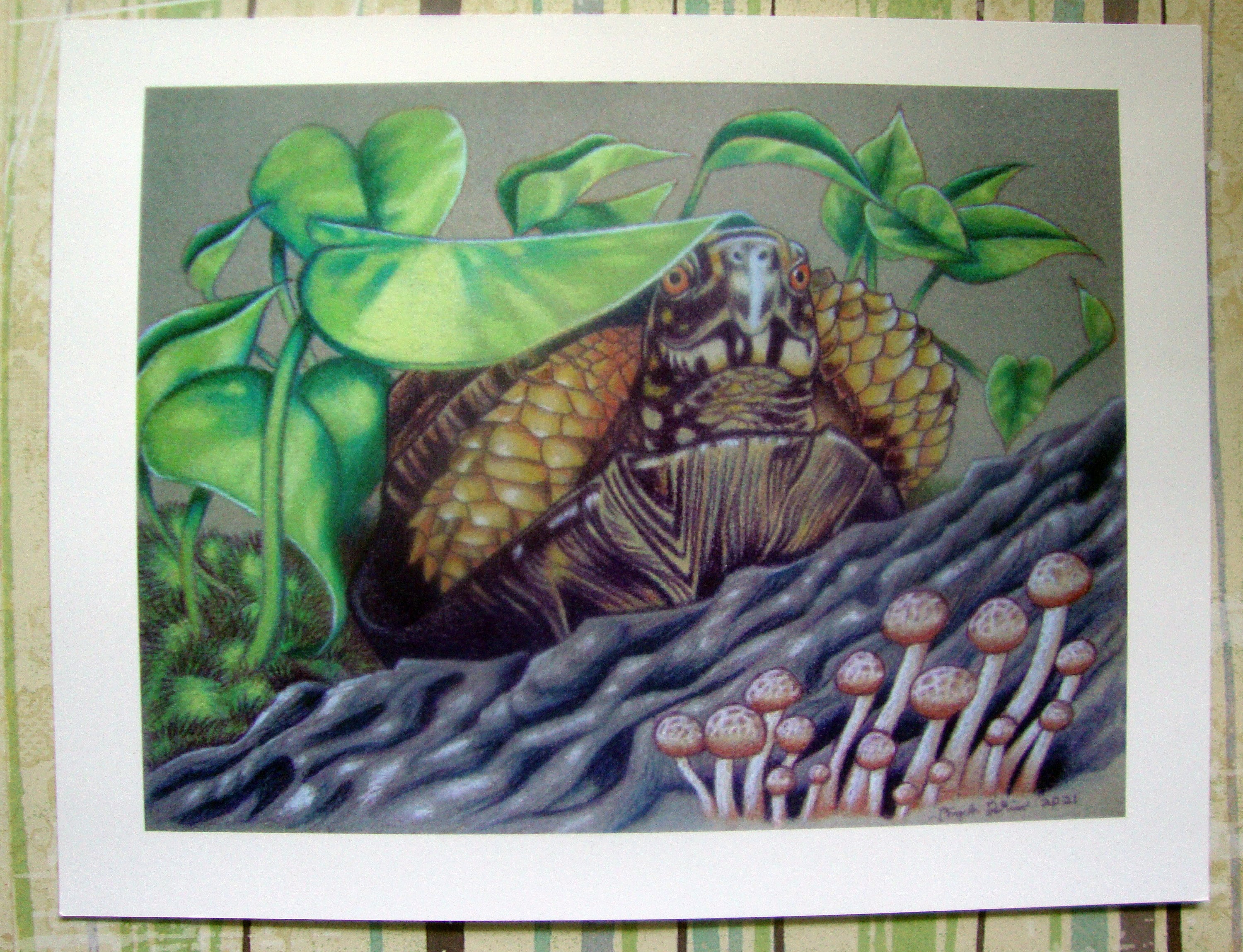Box Turtle Reptile Art Print - Dax - Etsy
