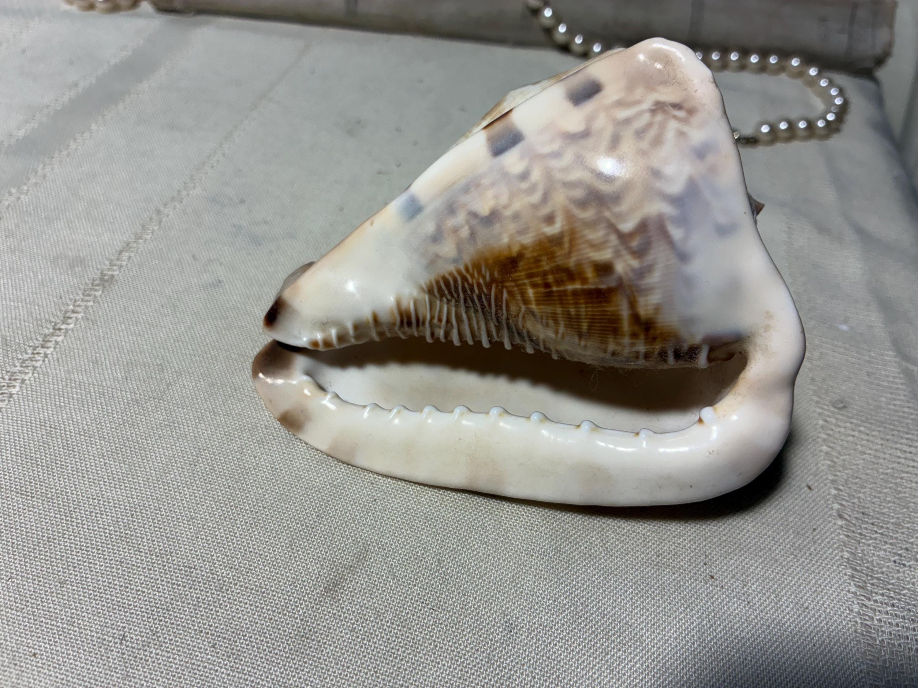 King’s Crown /helmet Conch Shell. Natural, Real Shell. 4.5 Inches ...