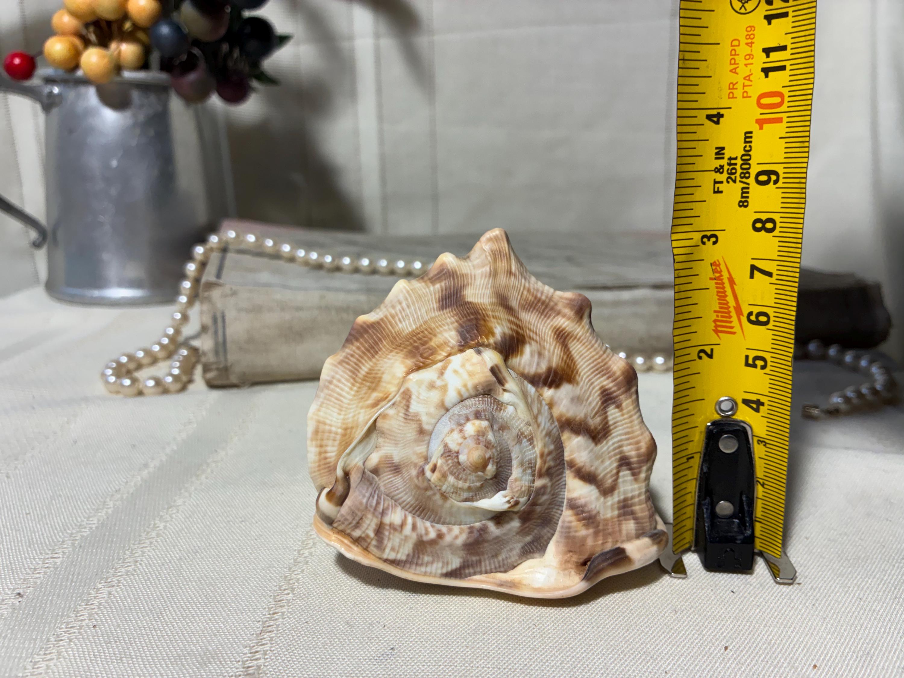 King’s Crown /helmet Conch Shell. Natural, Real Shell. 4.5 Inches ...
