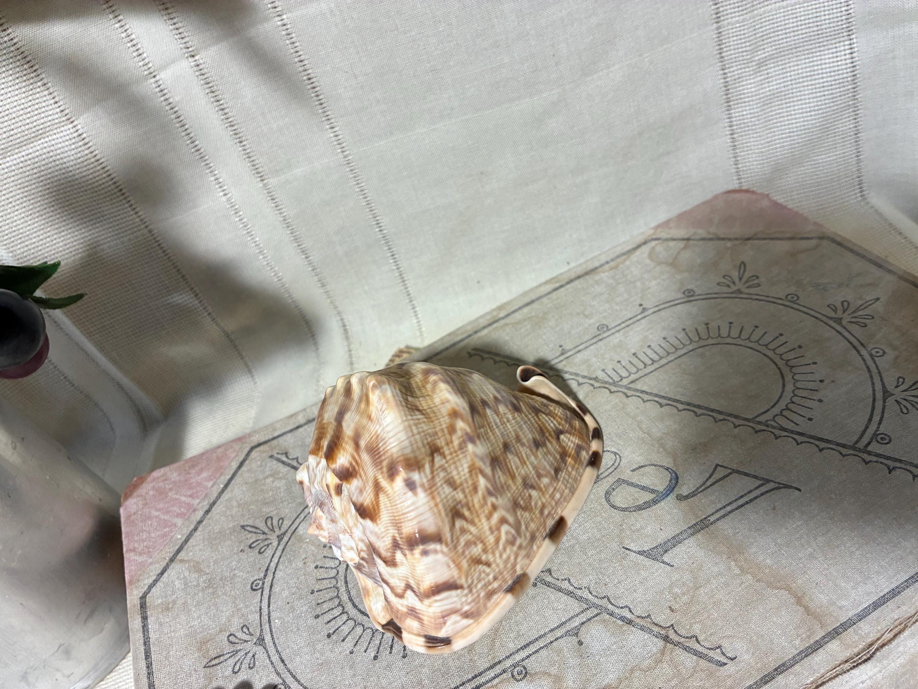 King’s Crown /helmet Conch Shell. Natural, Real Shell. 4.5 Inches ...