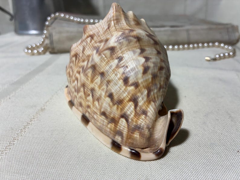 King’s Crown /helmet Conch Shell. Natural, Real Shell. 4.5 Inches ...
