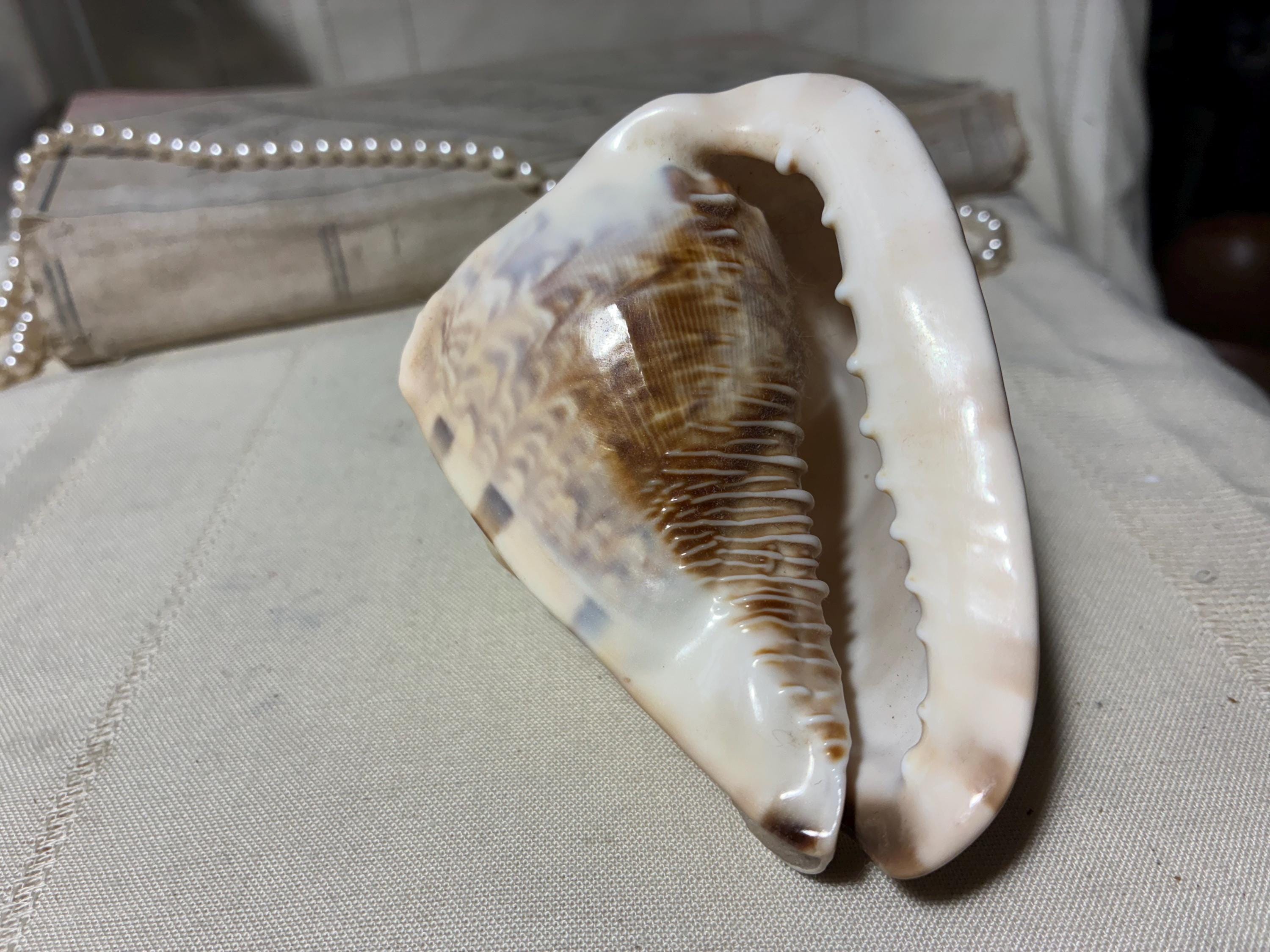 King’s Crown /helmet Conch Shell. Natural, Real Shell. 4.5 Inches ...