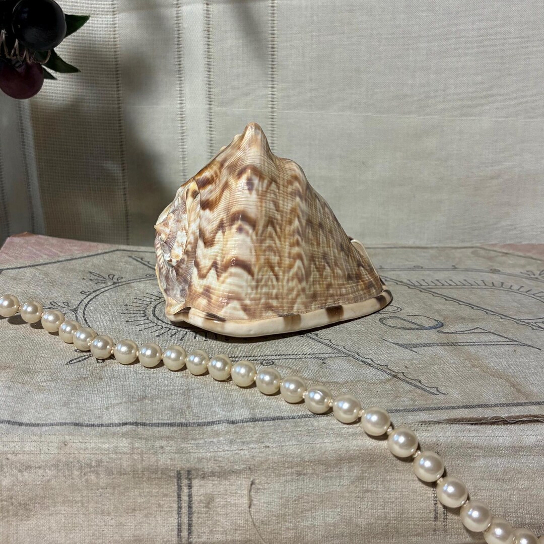 King’s Crown /helmet Conch Shell. Natural, Real Shell. 4.5 Inches ...