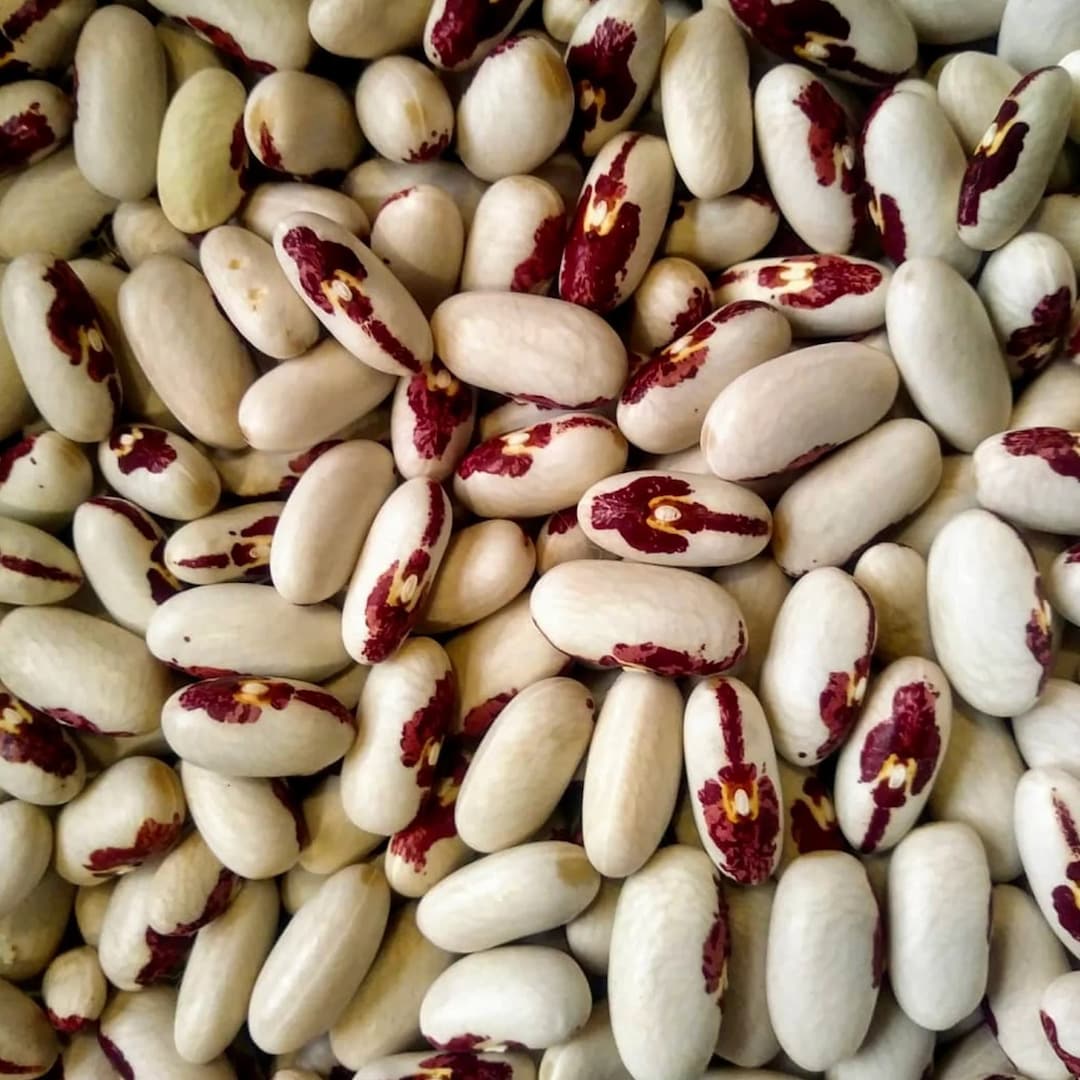 Soldier Beans Heirloom Seeds - Etsy