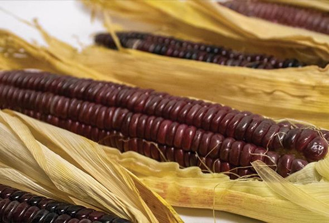 Quapaw Red Corn Seed Packet - Rare Seeds - Etsy