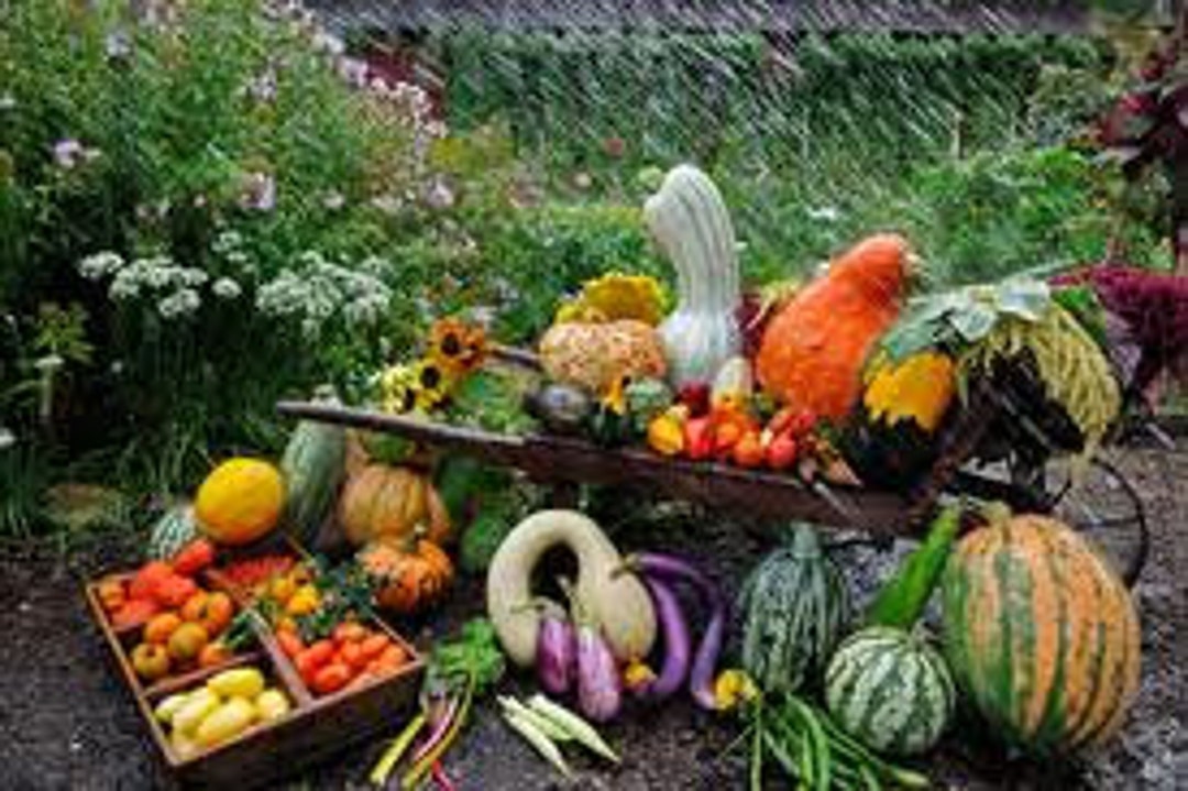 100 Mixed Seed Packets - Cornucopia of Heirloom Seeds - Herbs Veggies ...