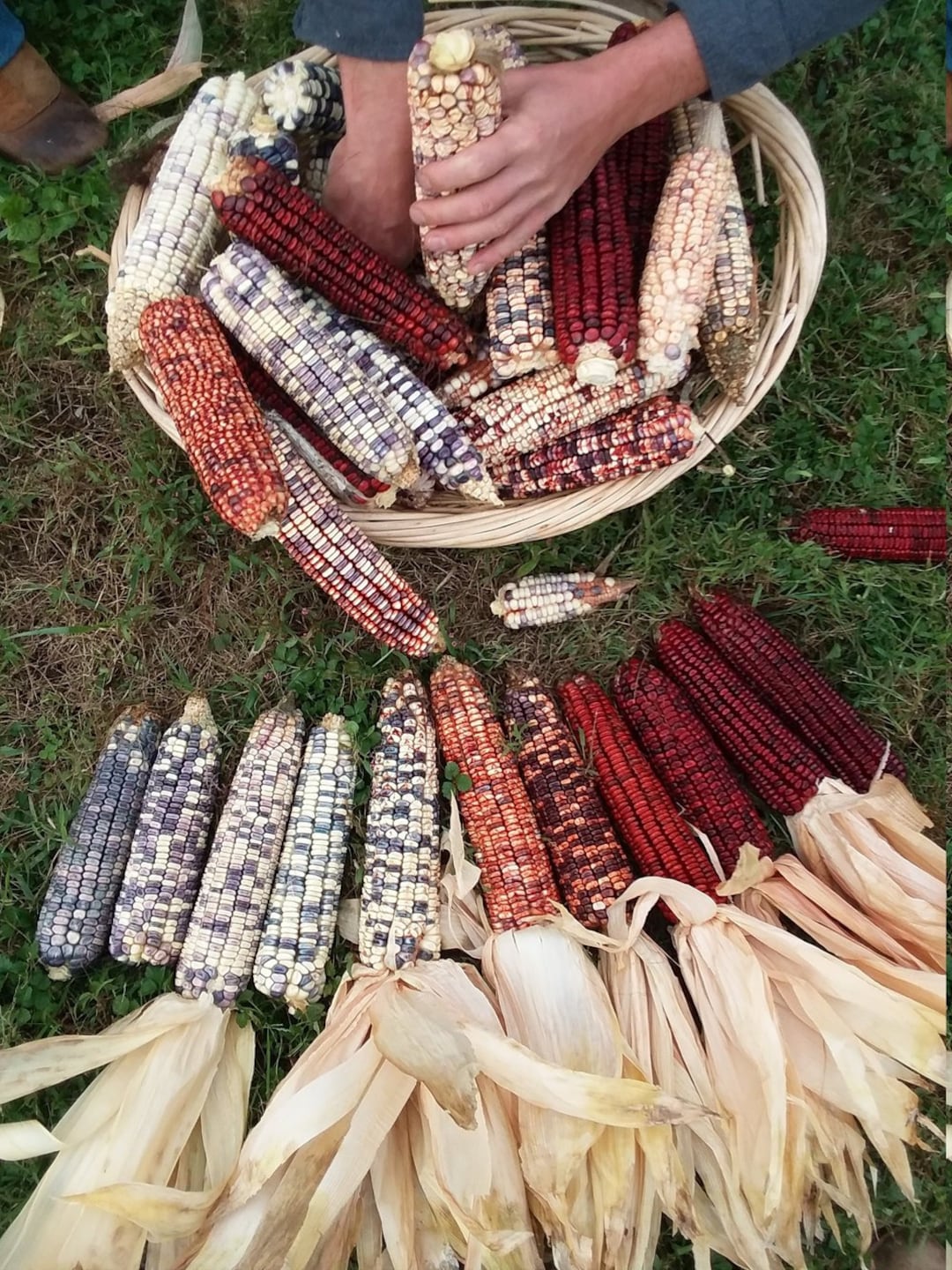 Kentucky Rainbow Heirloom Dent Corn Seeds - Etsy