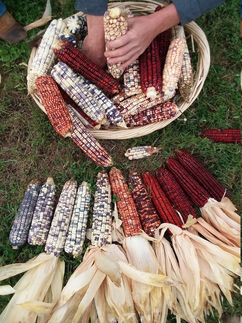 Kentucky Rainbow Heirloom Dent Corn Seeds - Etsy