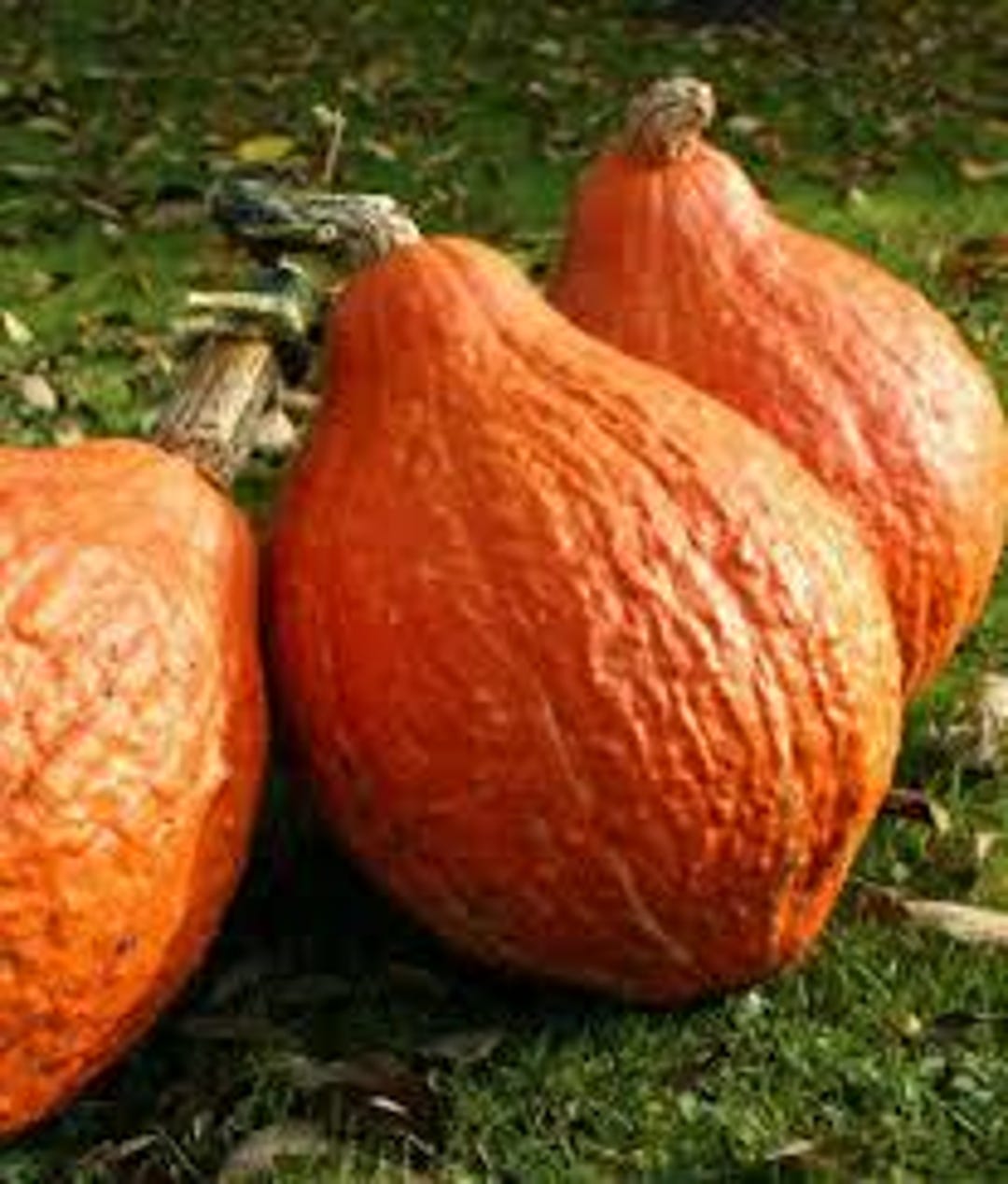 Orange Hubbard Squash - Organic Heirloom Vegetable Seed Packet - Non ...