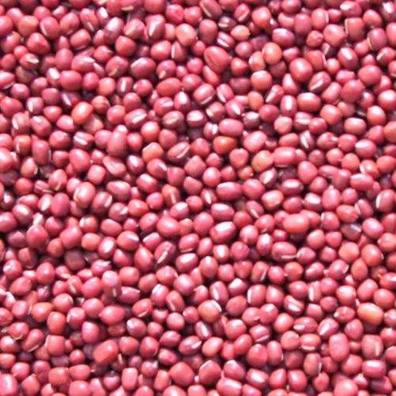 Home & Hobby Hidatsa Red Heirloom Sprawling Bush Bean Craft Supplies ...