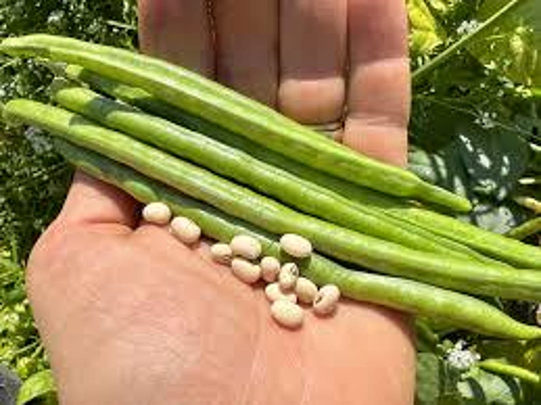 Fast Lady Northern Southern Pea (cowpea) Seeds - Etsy