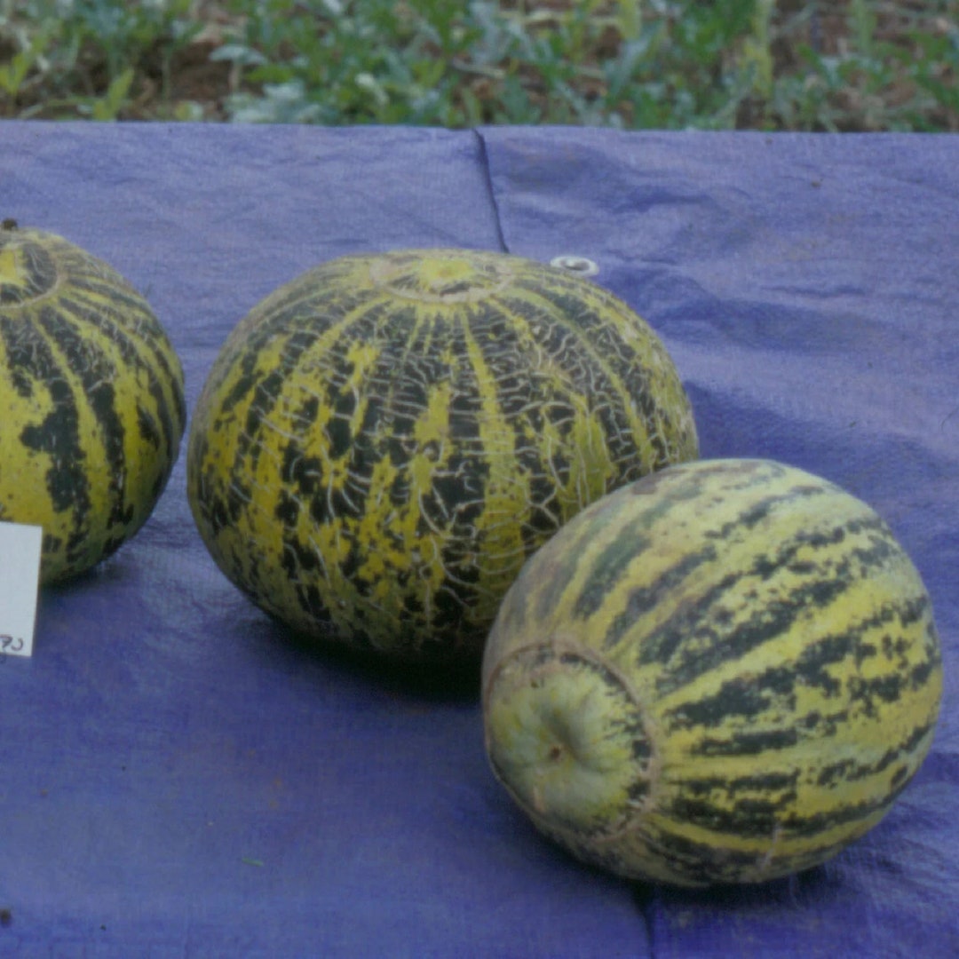 Hopi Casaba Melon Seed Packet - Etsy