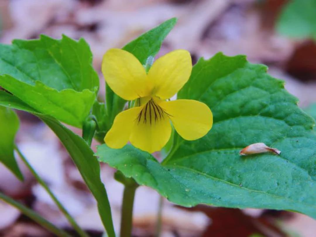 10 Yellow Downy Violet - Viola Pubescens Rhizomes - Rootstock ...