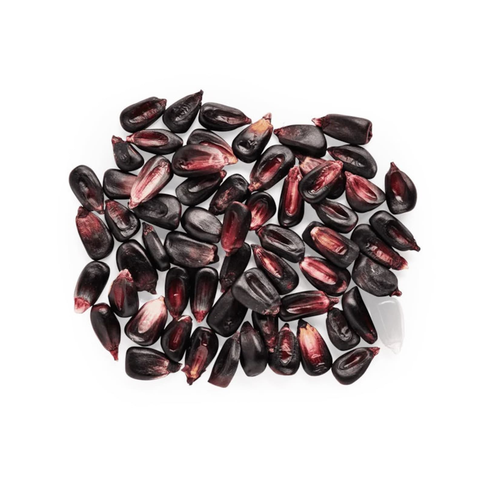 Purple Cónico cónico Morado Heirloom Mexican Corn Seeds - Etsy