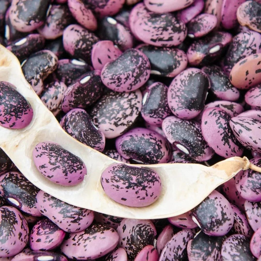 Seneca Bear Paw Runner Bean Seeds - Pole Bean Seed Packet - Etsy