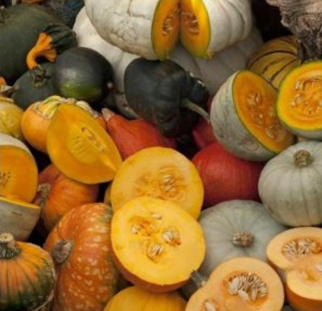 Fancy Squash Mix Seed Packet - Etsy