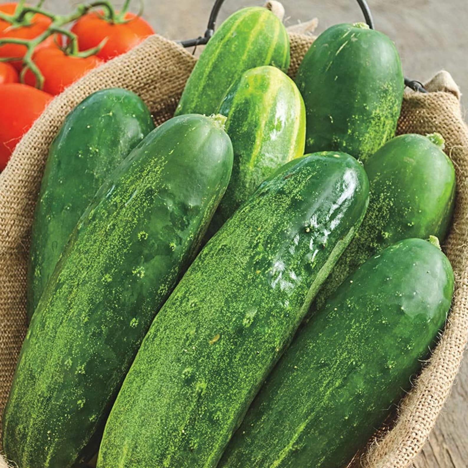 Straight Eight Slicing Cucumber Seeds - Etsy