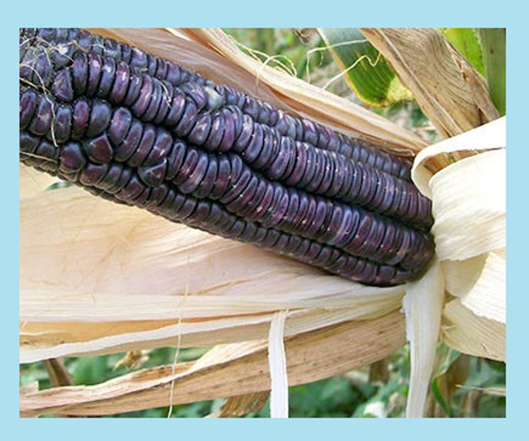 Blue Clarage Dent Corn Seeds Heirloom Open Pollinated Seed Packet - Etsy