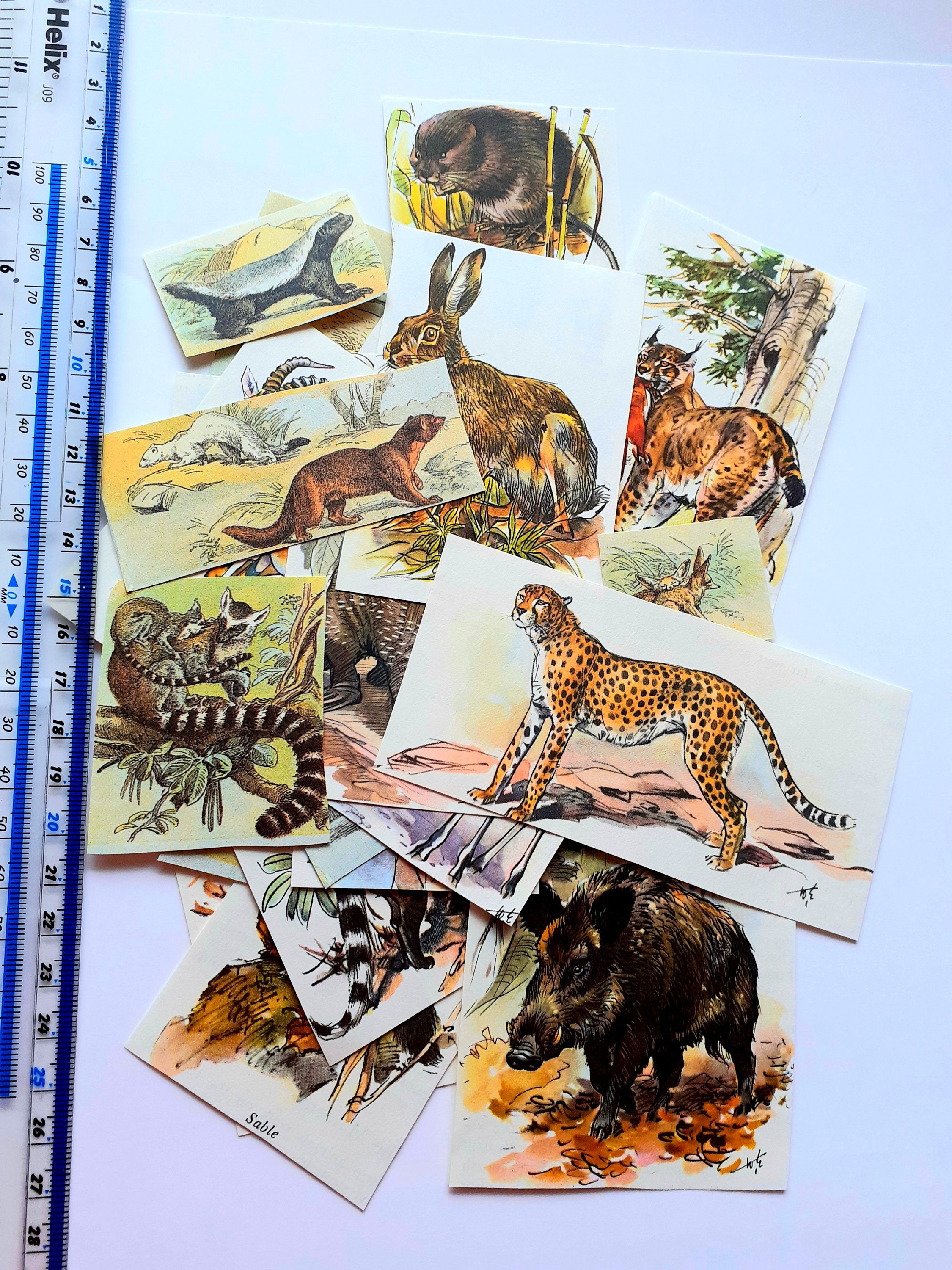 Vintage Wild Animal Scraps, Wildlife Junk Journal Kit, Animal Scrapbook ...
