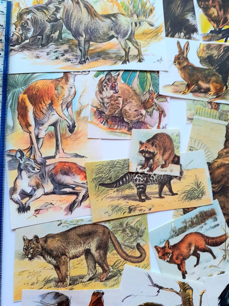Vintage Nature Scraps, Vintage Wild Animal Scraps, Animals of the World ...