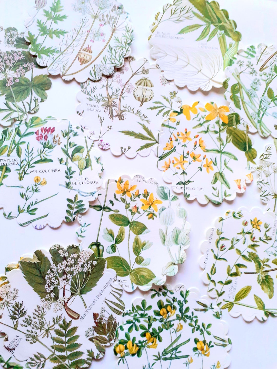 Vintage Botanical Paper Scallops, Flower Scallops, Vintage Print Paper ...